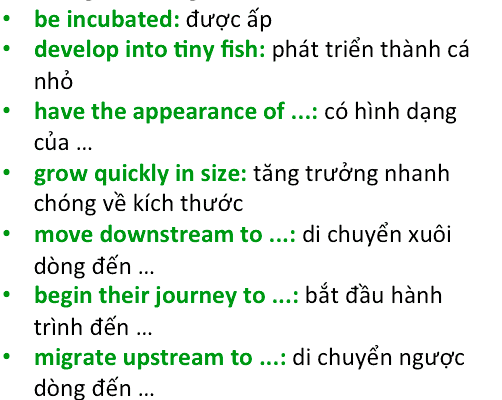 Bài mẫu IELTS Writing Task 1 Process Life cycle of a salmon - IELTS ...